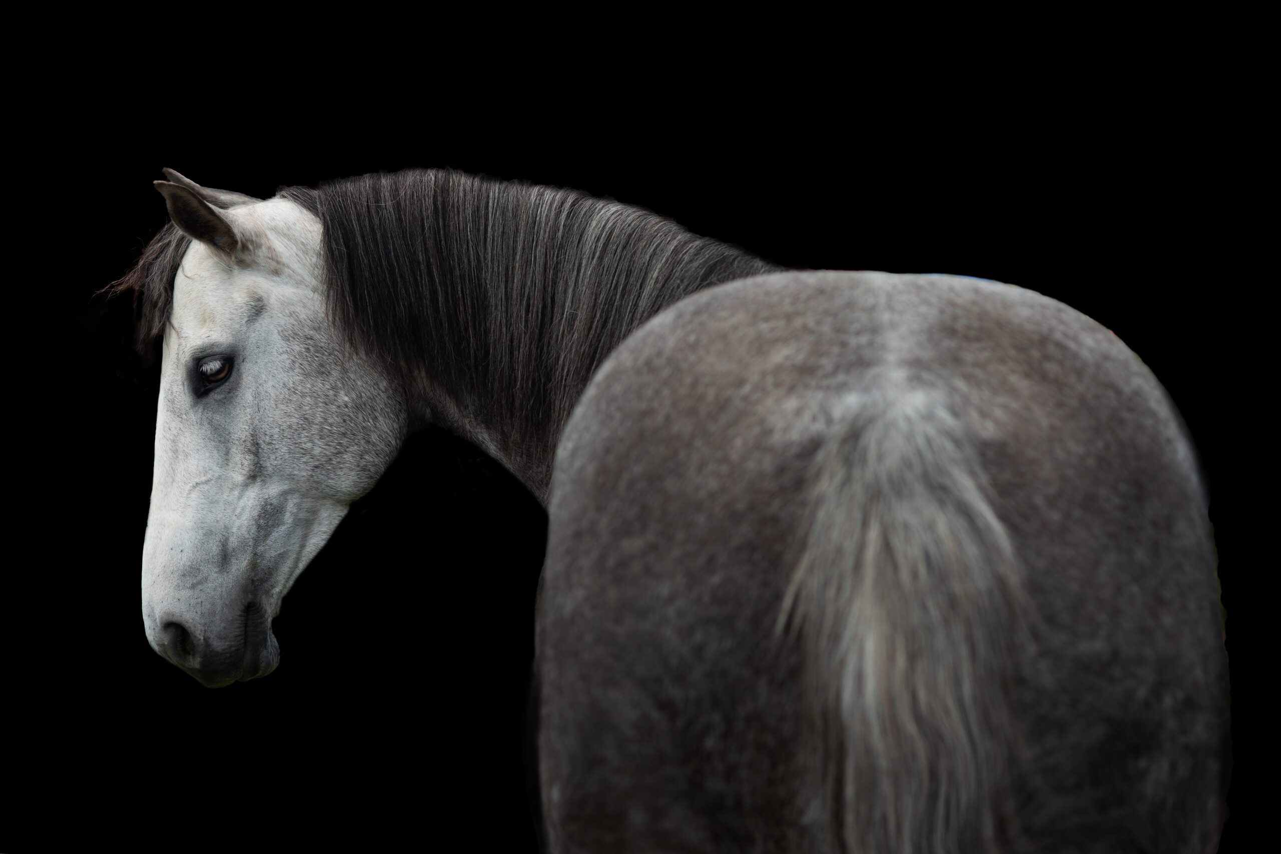 Welcome | Williams Lake Portrait Photographer - Corrie Lindroos Photography